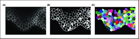 plantseg workflow a input image b boundary prediction c final
