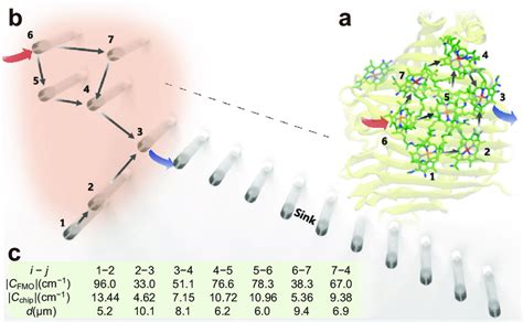 Experimental Layout Schematic Diagram Of A The Fmo Complex Download Scientific Diagram