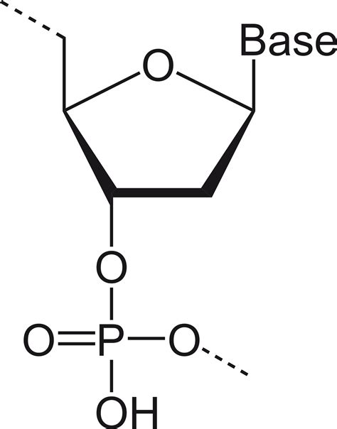 Rna Monomer Structure At Isabel Newell Blog