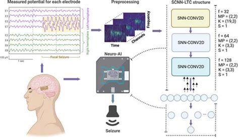 Biological Plausible Algorithm For Seizure Detection Toward Ai Enabled