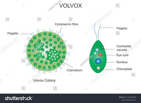 Volvox Slide Labeled