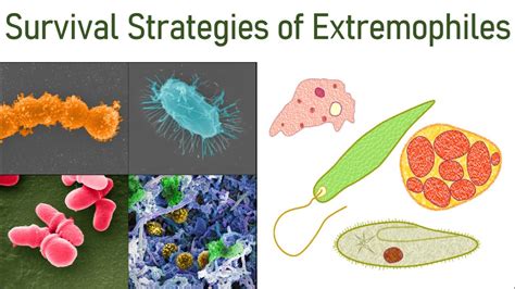 Extremophiles Part 2 Survival Strategies Of Microbes In Extreme
