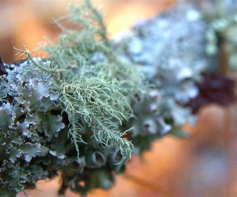 Usnea Lichen Identification Guide And Common Look Alikes