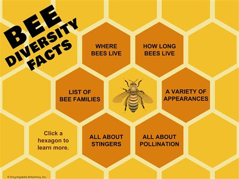 Incredible Facts About Bees Infographic Honeybees Social Insects Solitary Insects Ground
