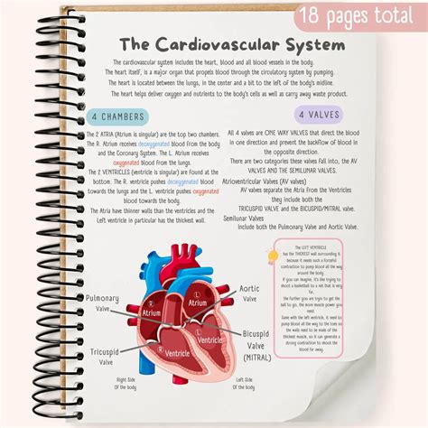 Cardiovascular System Notes Nurses Revision