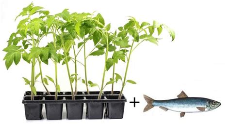 Риба под парадајзом приликом садње зашто и како се ставља риба као ђубриво за поврће
