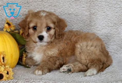 Girly Cavapoo Puppy For Sale Keystone Puppies