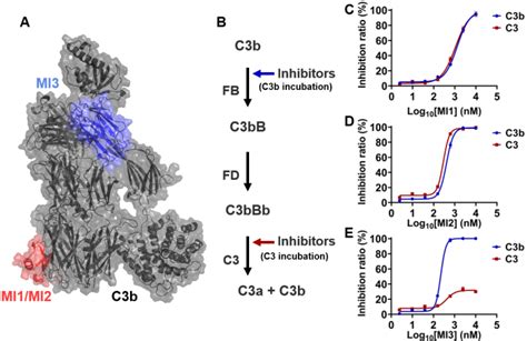 Targeting Complement C3 Unlocking Epitope Specific Inhibition For Precision Immunotherapy