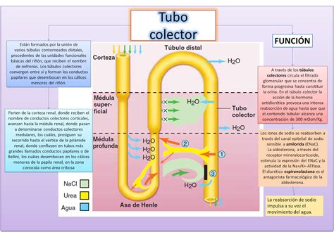 Blog De FisiologÍa Medica Uas Brianda LÓpez 4 7 Tubo Colector