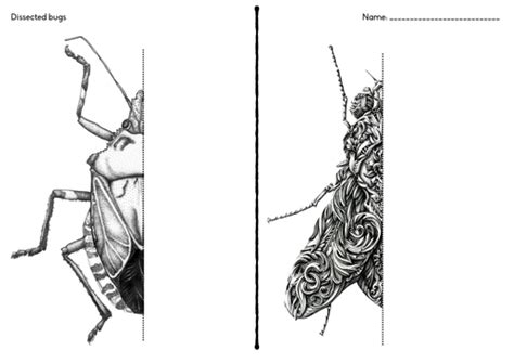Insect Drawing Teaching Resources Drawings Art Prints Quotes Art Worksheets