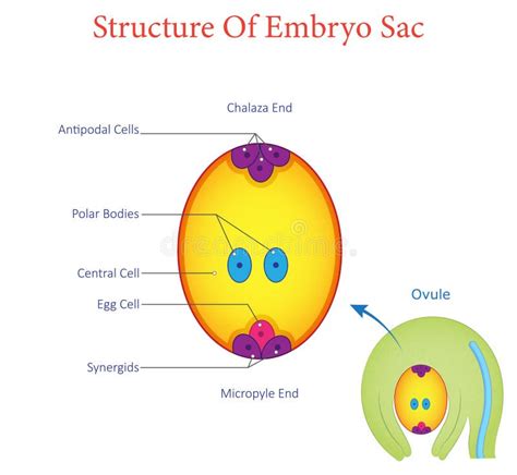 Diagram Of Embryo Sac Structure Showing Key Components And Cellular