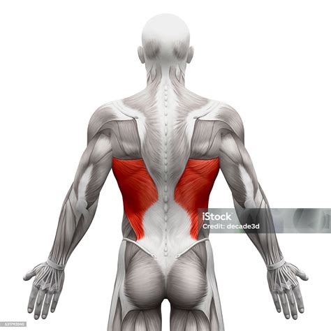 Músculo Dorsal De Anatomía Músculos Aislado Sobre Blanco Foto De Stock