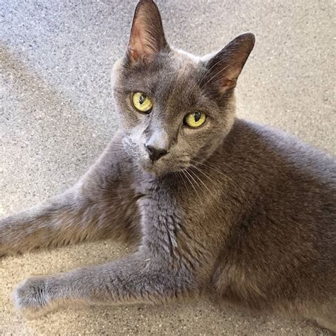 Hyperthyroidism In Cats Close Veterinary Clinic