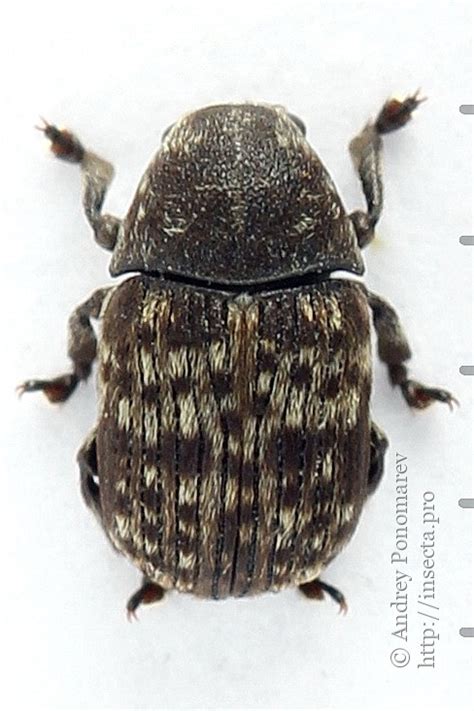 Photo 80517 Anthribus Nebulosus