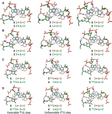 Potential Stacking Patterns Of PNARNA RNA Base Triples Based On The Download Scientific