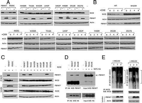 Oncogenic Mutations In The Fbxw7 Gene Of Adult T Cell Leukemia Patients Pmc