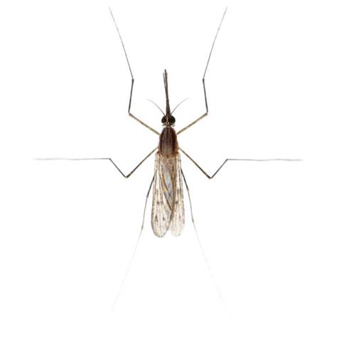 Gnat Identification Habitat And Behavior The Bug Man Licensed