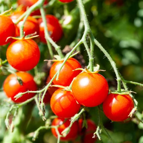 Tomato Ceri Cherry Tomato Herbalwise Holdings