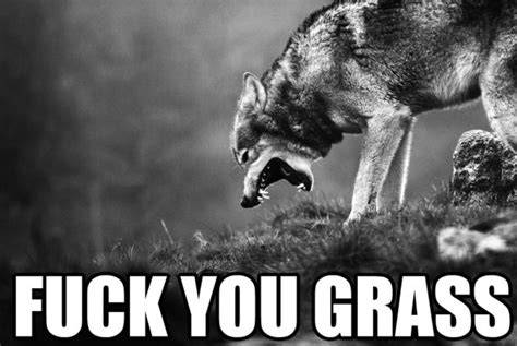 Girl On Period Wolf Meme