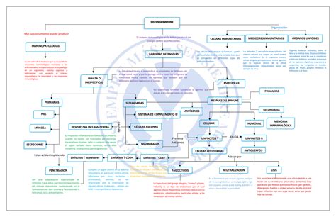 Sistema Inmune Mapa Conceptual La Fagocitosis Del Griego Phagein