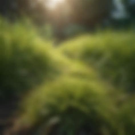 Top Weed And Feed Solutions For Floratam Grass