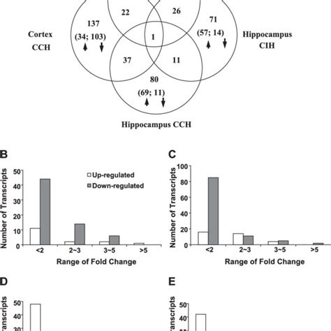 Summary Of Gene Expression Profiles In Developing Mouse Brain Following