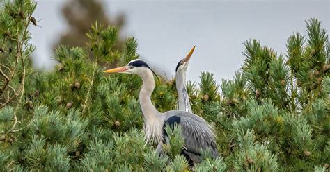Where Herons Nest Rushmere Country Park Rammamere Heath And Greensand