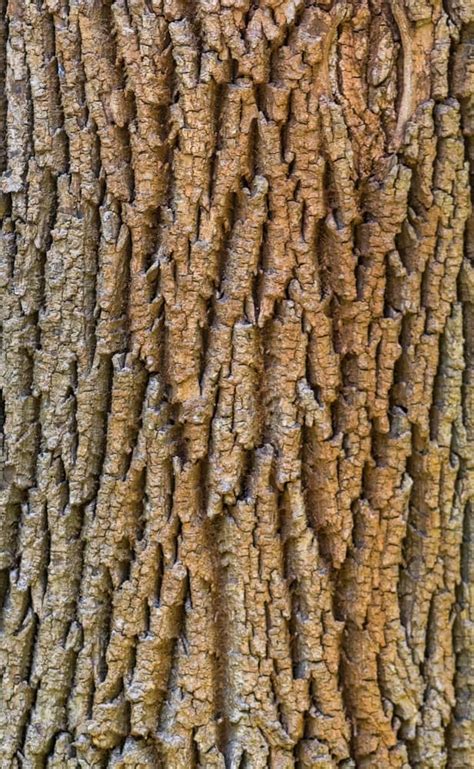 Ash Bark