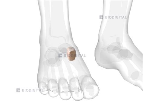 Right Medial Cuneiform Biodigital Anatomy
