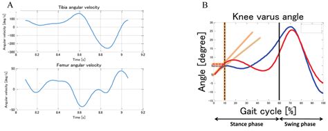 Waveforms Of The Angular Velocities Of The Tibia And Femur And The