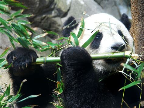 Panda – velmi špatně adaptovaný medvěd – EpochálníSvět.cz