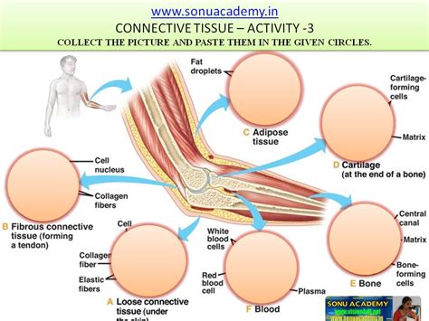 SONU ACADEMY CONNECTIVE TISSUE ACTIVITY