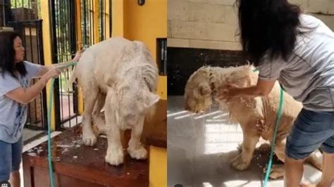 Aksi Berani Istri Bambang Soesatyo Mandikan Singa Dewi Bamsoet Bikin