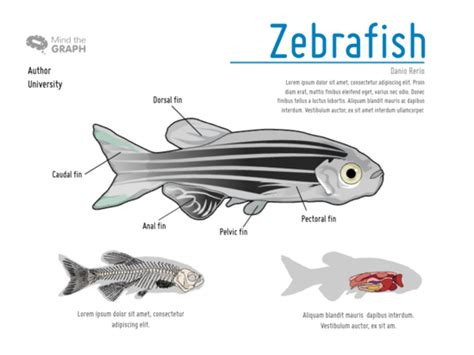Placoid Scale Infographic Templates