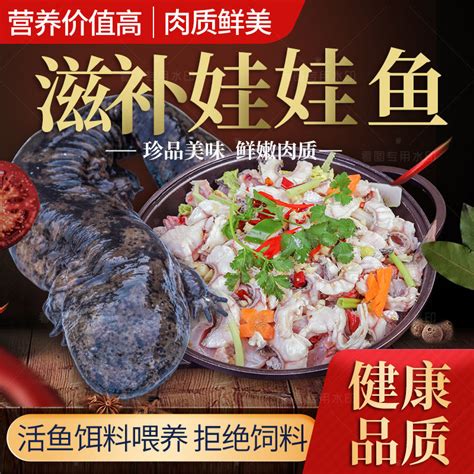 4斤一条养殖厂直供娃娃鱼鲜活食用活鱼大鲵苗水产淡水鱼顺丰包活 虎窝淘