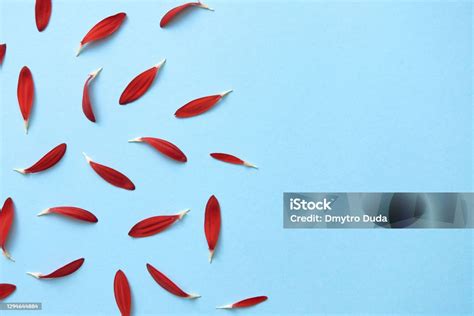 파란색 파스텔 배경에 붉은 꽃잎과 창조적 인 배경 복사 공간 봄 컨셉 여성의 날 어머니의 날 발렌타인 데이 결혼식 생일을위한 인사말 카드 플랫 레이 상단 보기 0명에 대한