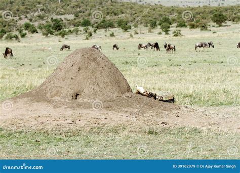 An Ant Mound And A Carcass Lying In The Savannah Stock Image Image Of