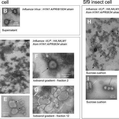 Generation Of Bacmam Expression Construct And Bacmid Viral Production Download Scientific