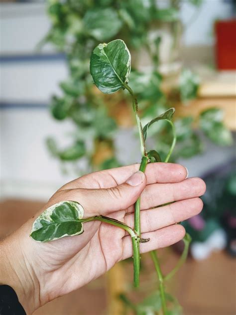 Propagating Pothos Step By Step Guide With Photos And Troubleshooting