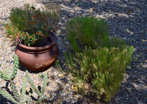 The Plants At Walking Rain Chamisa Chrysothamnus Depressus Or