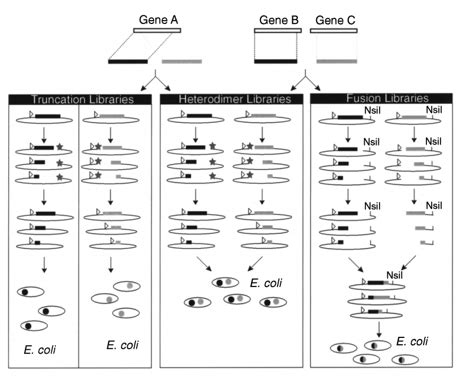 Truncation Libraries Creative Biostructure