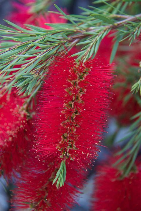 Bottle Brush Callistemon Subulatus ‘brogo Overflow Native Plant
