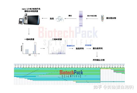 使用smart工具进行蛋白序列分析的指南 知乎