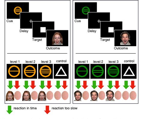 Figure 1 From Neural Activation During Anticipation Of Opposite Sex And Same Sex Faces In