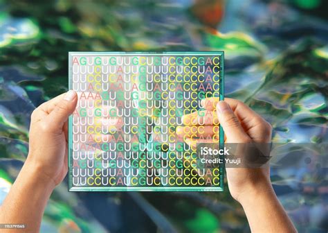 유전자 변형 이미지 태블릿과 Rna 코드와 인간의 손 Dna에 대한 스톡 사진 및 기타 이미지 Dna Induced
