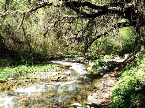 El Encanto Del Bosque De Arrayanes En Catamarca