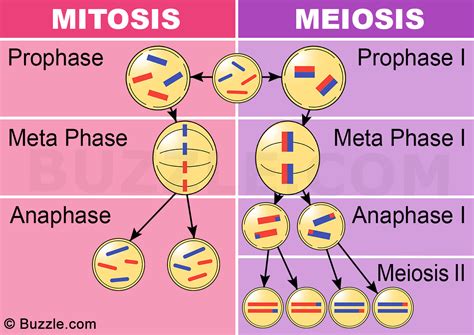 Mitosis Vs Meiosis Differences Pixelraser