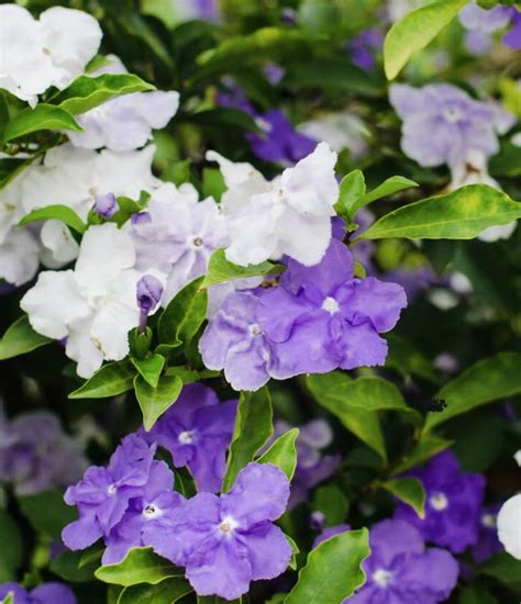 Ecoon Plants Buy Good Quality Yesterday Today Tomorrow Plant Online