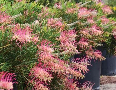 Growing Grevilleas Abc Gardening Australia Magazine