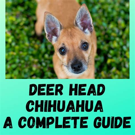 Deer Chihuahua Mix